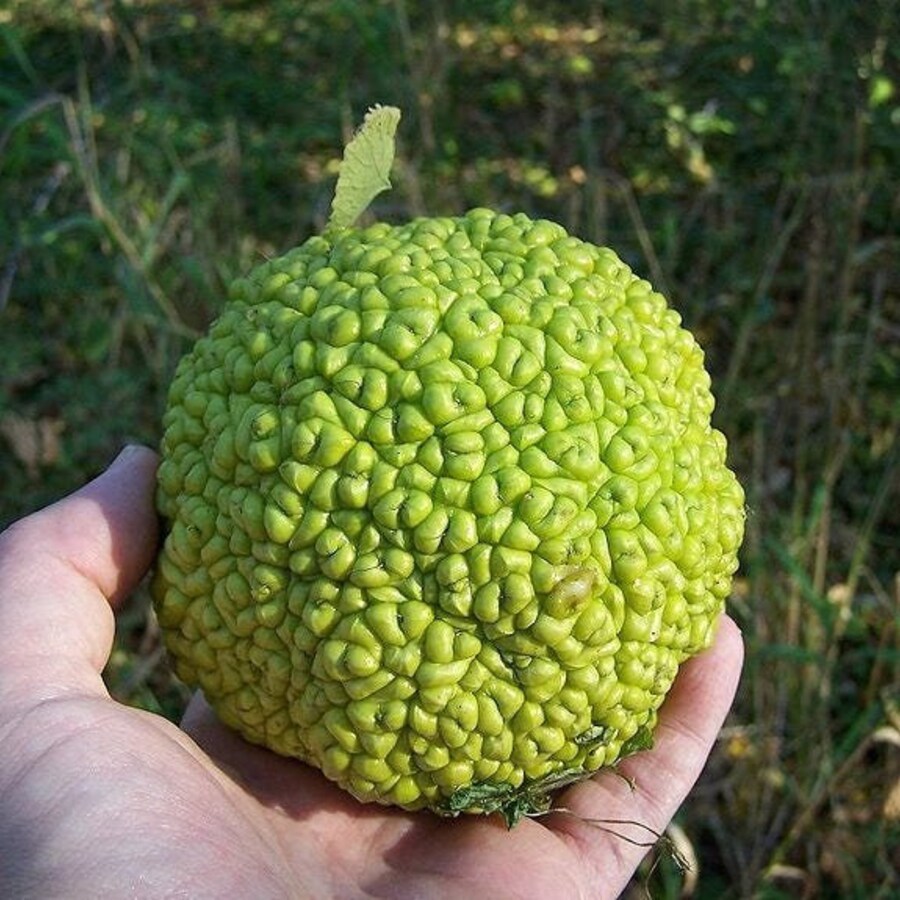 10 Hedge Apple Osage Orange Horse Apple Monkey Ball Maclura Pomifera ...
