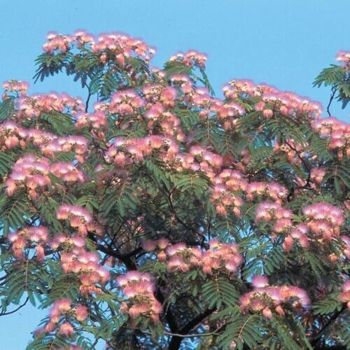 10+ Mimosa Silk Tree Seeds Powder Puff Albizia Julibrissin Flower Plant ...