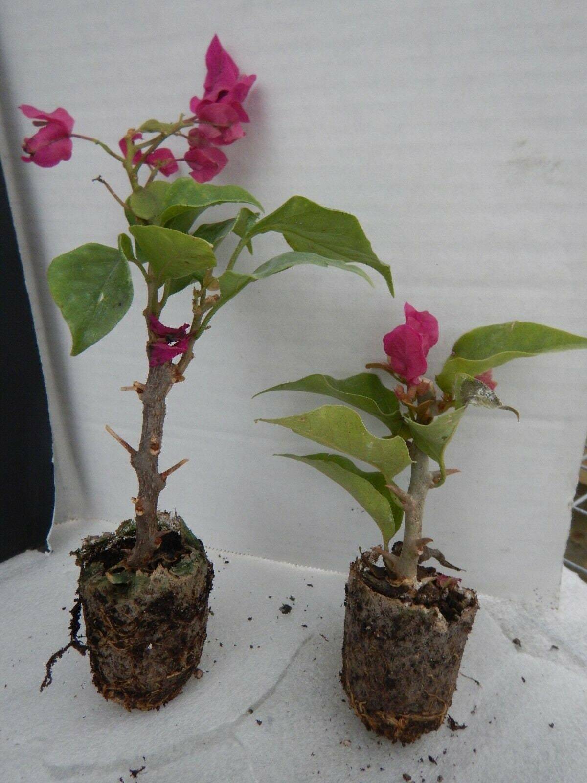 Well Rooted **VERA DEEP PURPLE** Bougainvillea starter/plug plant ...