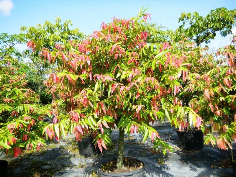 SRN Diospyros Ebenum Ceylon Ebony Tree Exotic Seeds Garden - Seeds & Bulbs