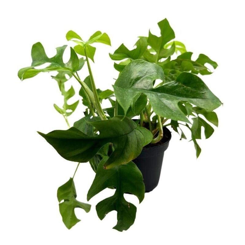 Monstera Minima 6 inchPhilodendron MinimaMini MonsteraDwarf MonsteraPhi ...