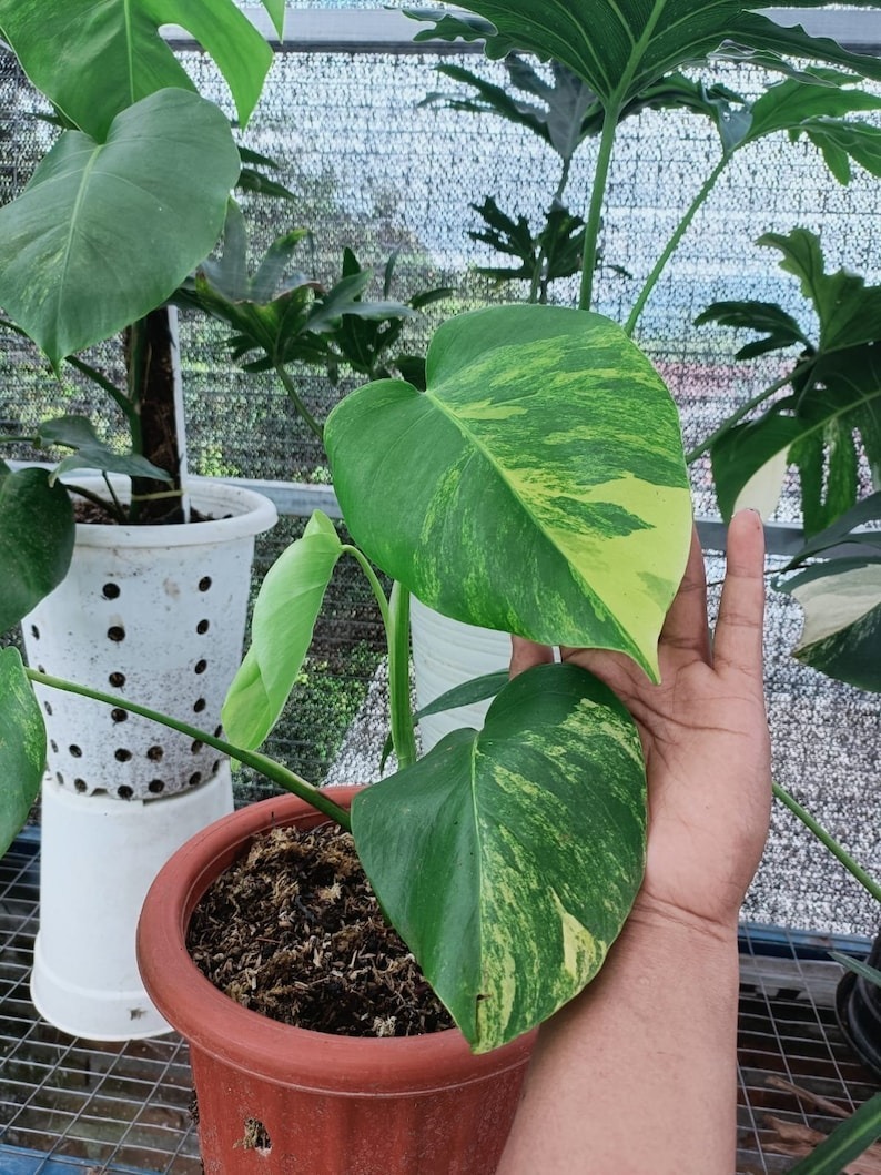 Monstera Aurea Yellow Variegated - Aroid Variegated Houseplants ...