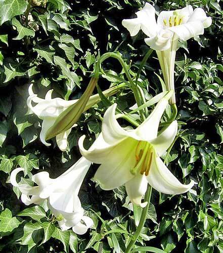 KKG Lilium Philippinense Benguet Lily Philippine Lily 5 Seeds Planting ...