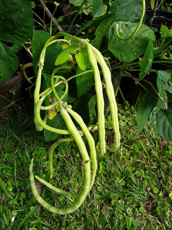 15 Organic Asian Long Bean White Short Variety Dwarf Bush Type Bulk ...