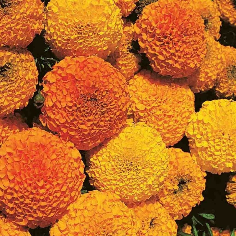 LWK Marigold Flower Seeds 100 Cracker Jack Mix Orange Yellow Annual ...