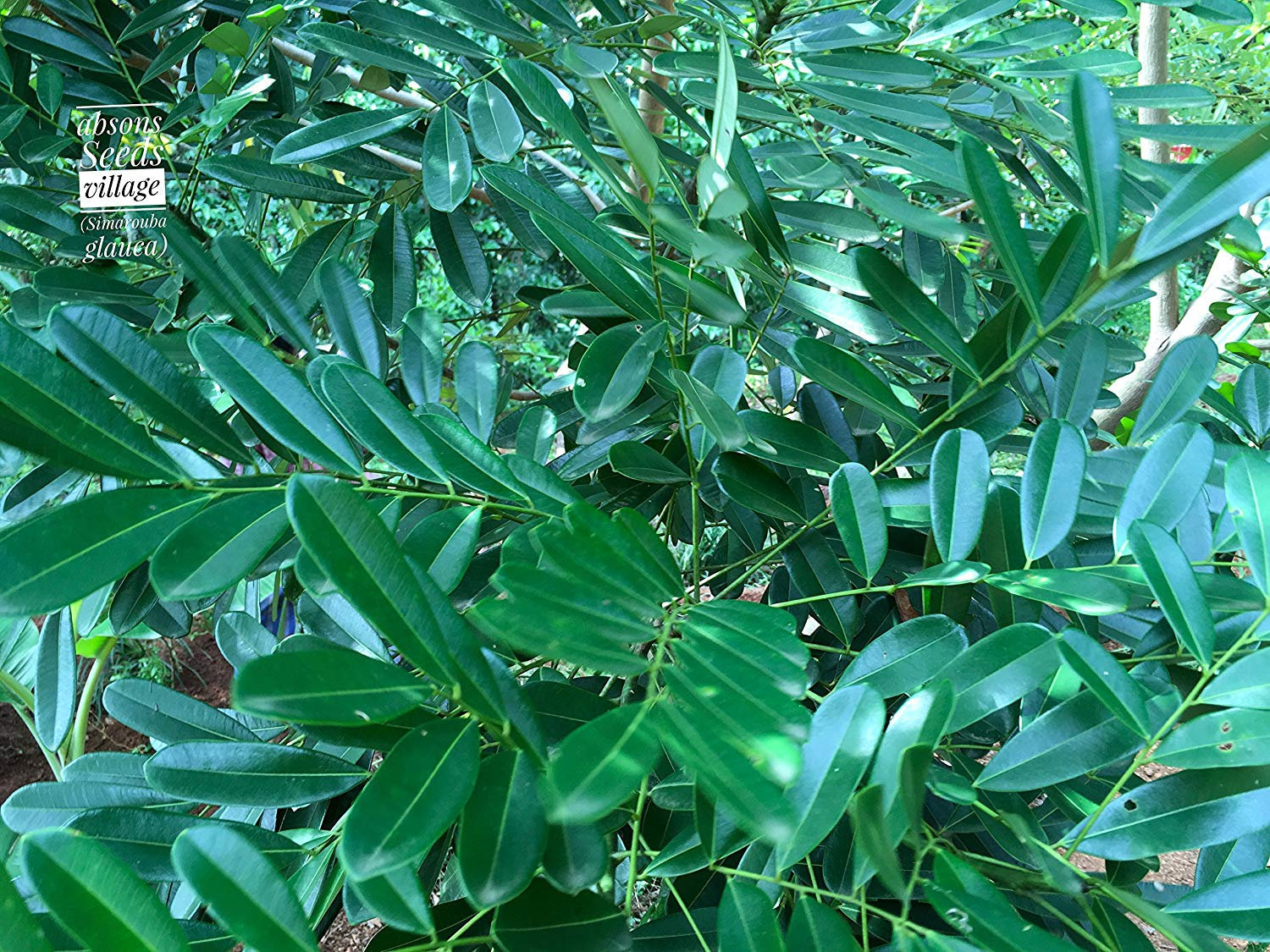 Paradise Tree (Miracle Tree/Lakshmi Taru) 30 and 50 similar items