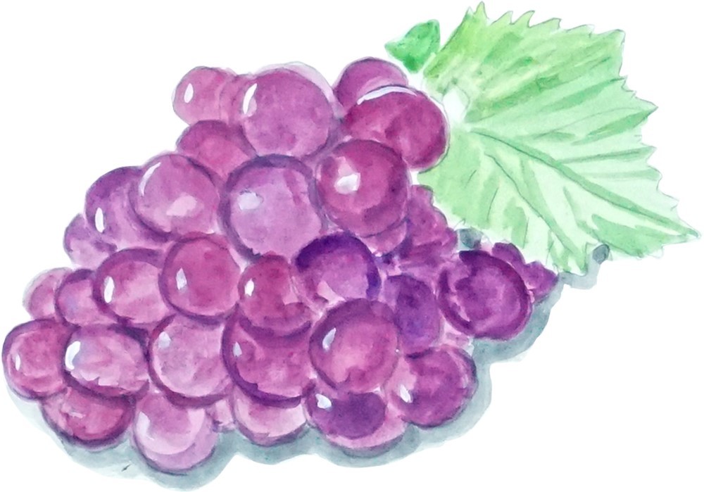 Decal Vinyl Sticker Grapes - Printed Vinyl Decal Made in USA - Decals ...