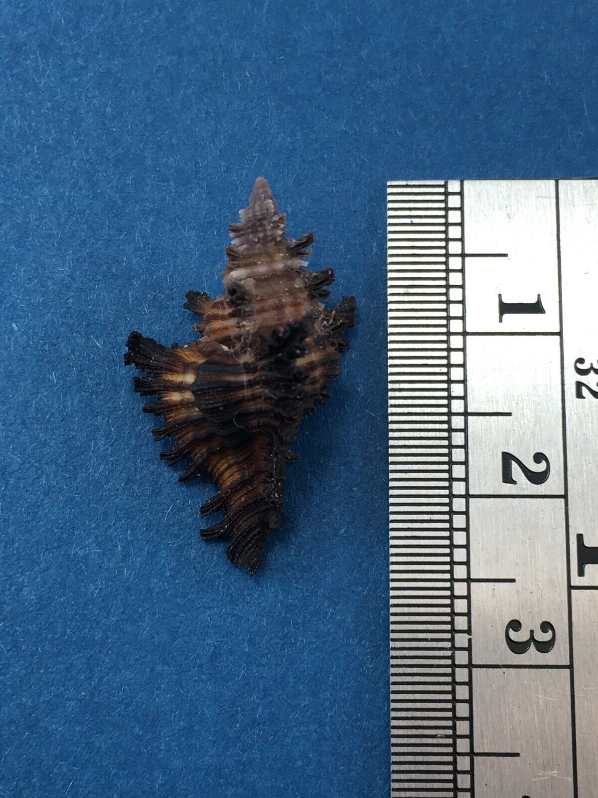 #2 23.5mm Chicoreus Brunneus Dived 20m Palawan Philippines Muricidae - Murex