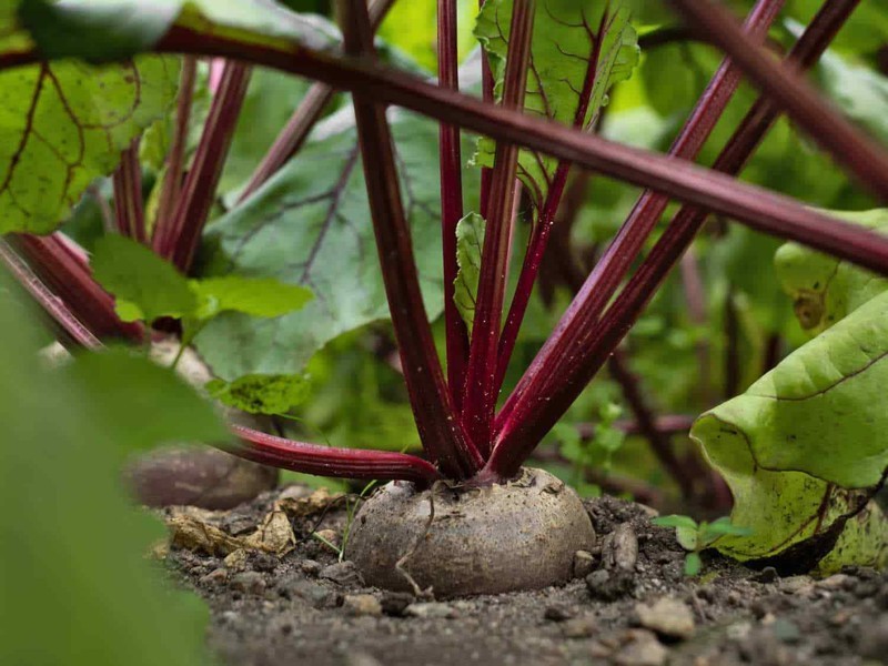 MX Crosby'S Egyptian Beet Seeds German Heirloom Flat Beet Non GMO Bulk ...