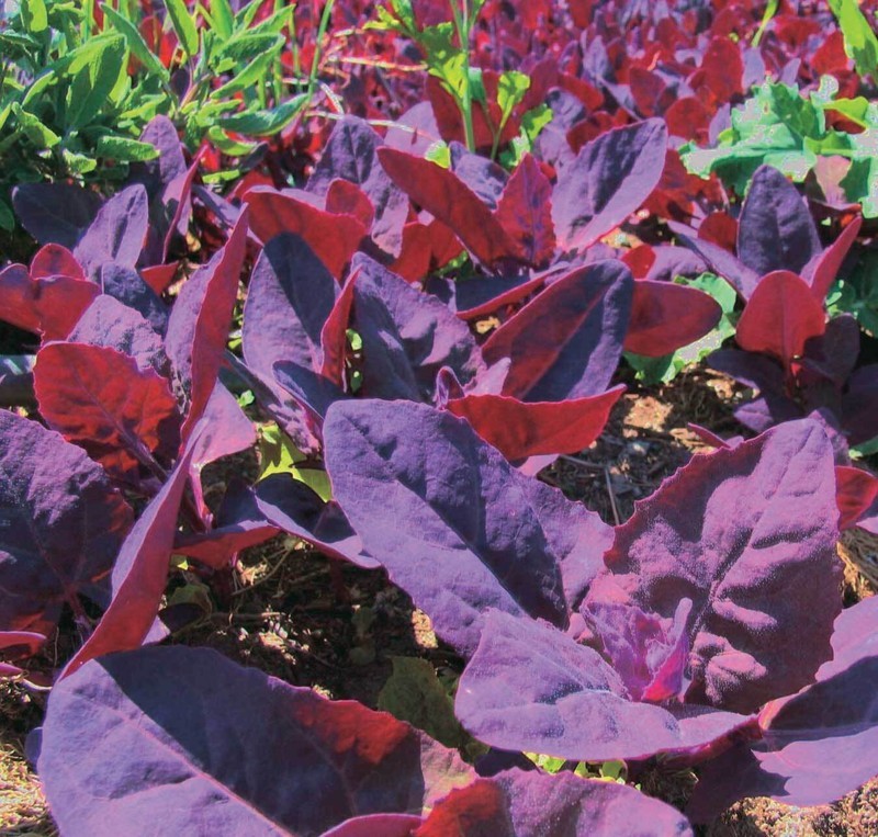 Orach Red Fire French Spinach Mountain Spinach Non GMO Bulk Seeds ...