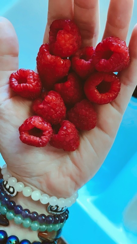 LD 50 Red Raspberry Seeds Berry Garden Vine Fruit Homegrown Edible Fast ...