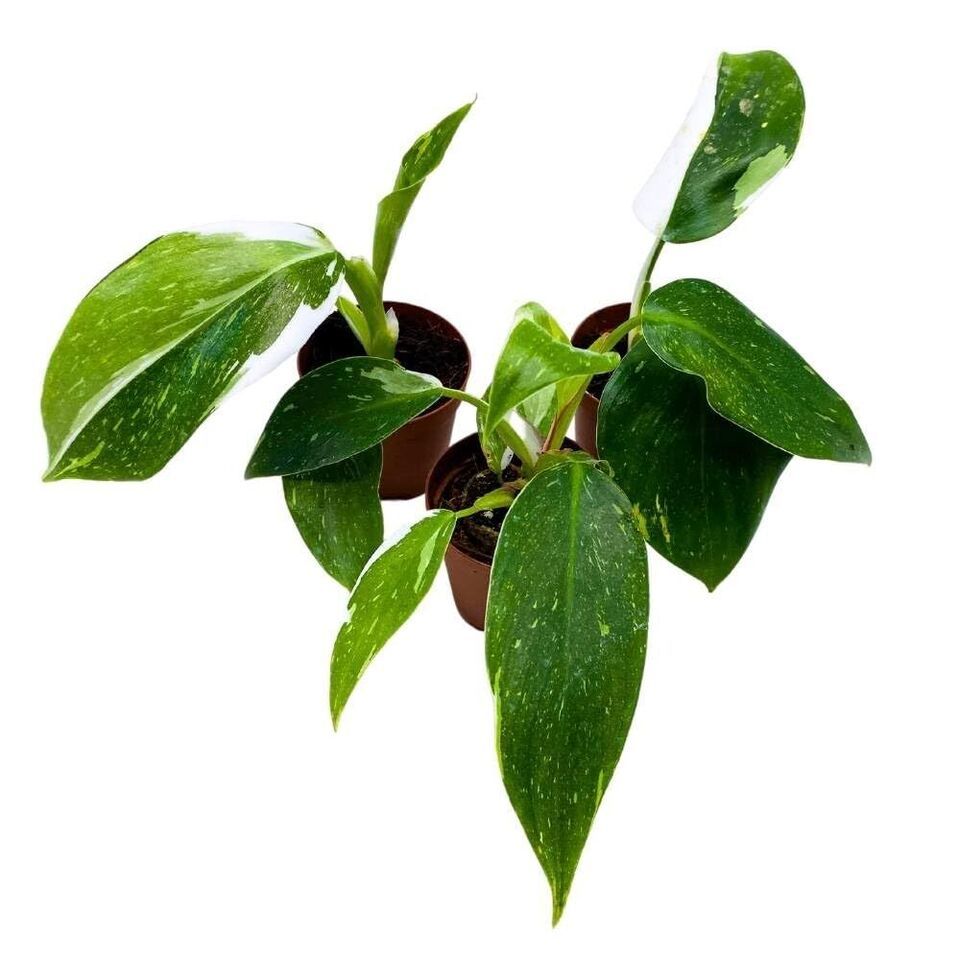 Philodendron White Wizard 2 inch Set of 3 Rare Variegated Philo Tiny ...