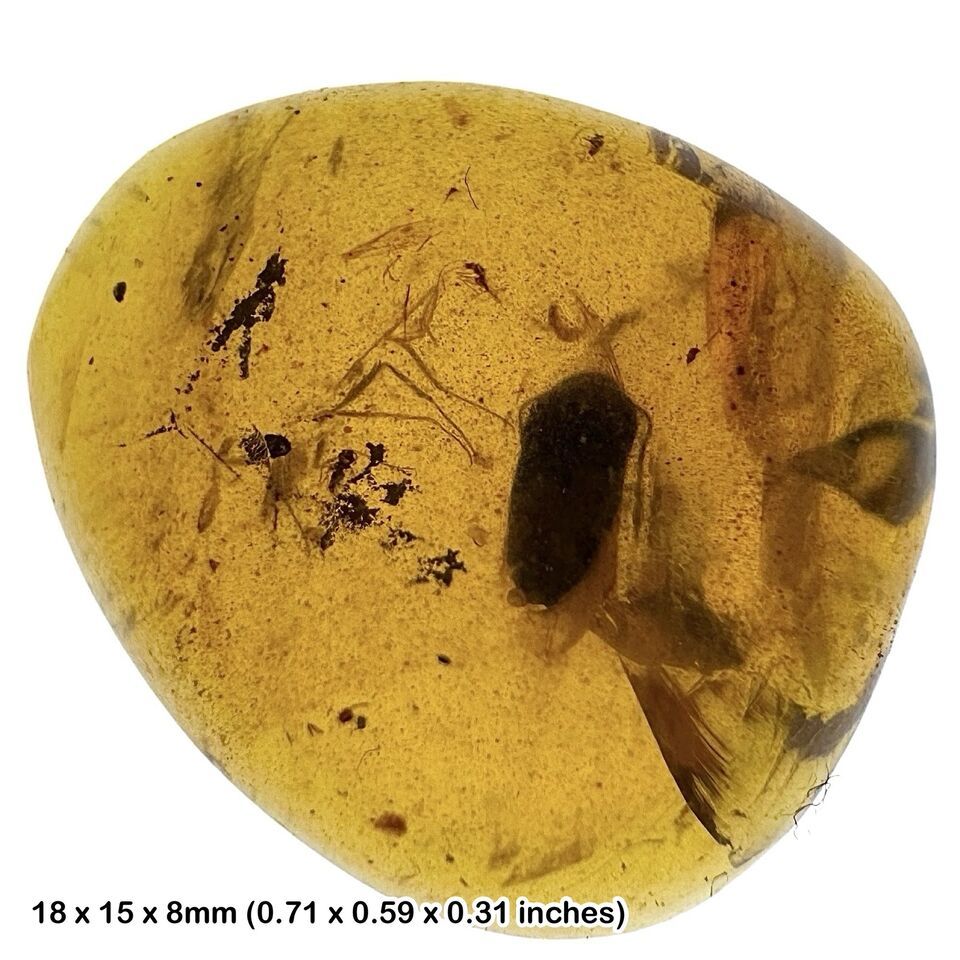 Very Large Burmese Amber Fossil with Beetle & Fly Inclusions, UV ...