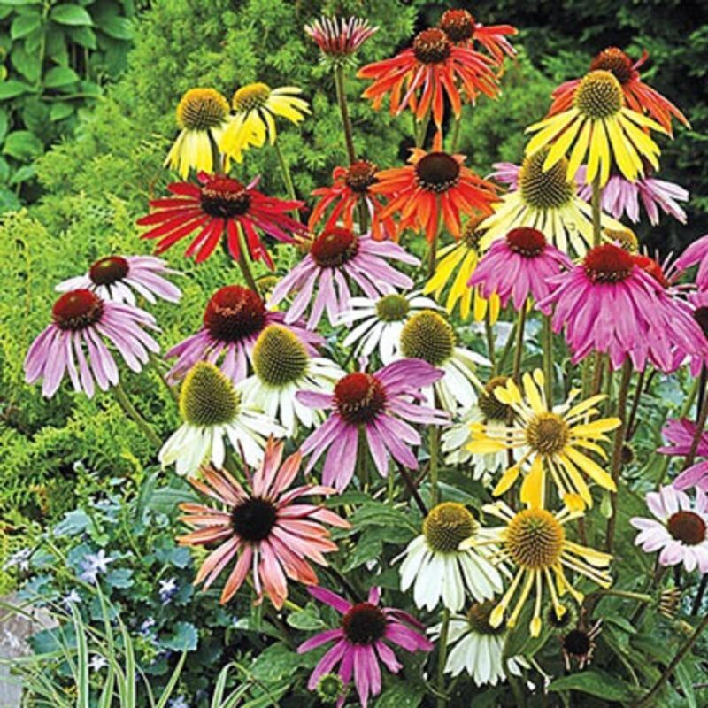 50 + Mixed Coneflower Seeds Echinacea Perennial Flowers Seed Flower ...