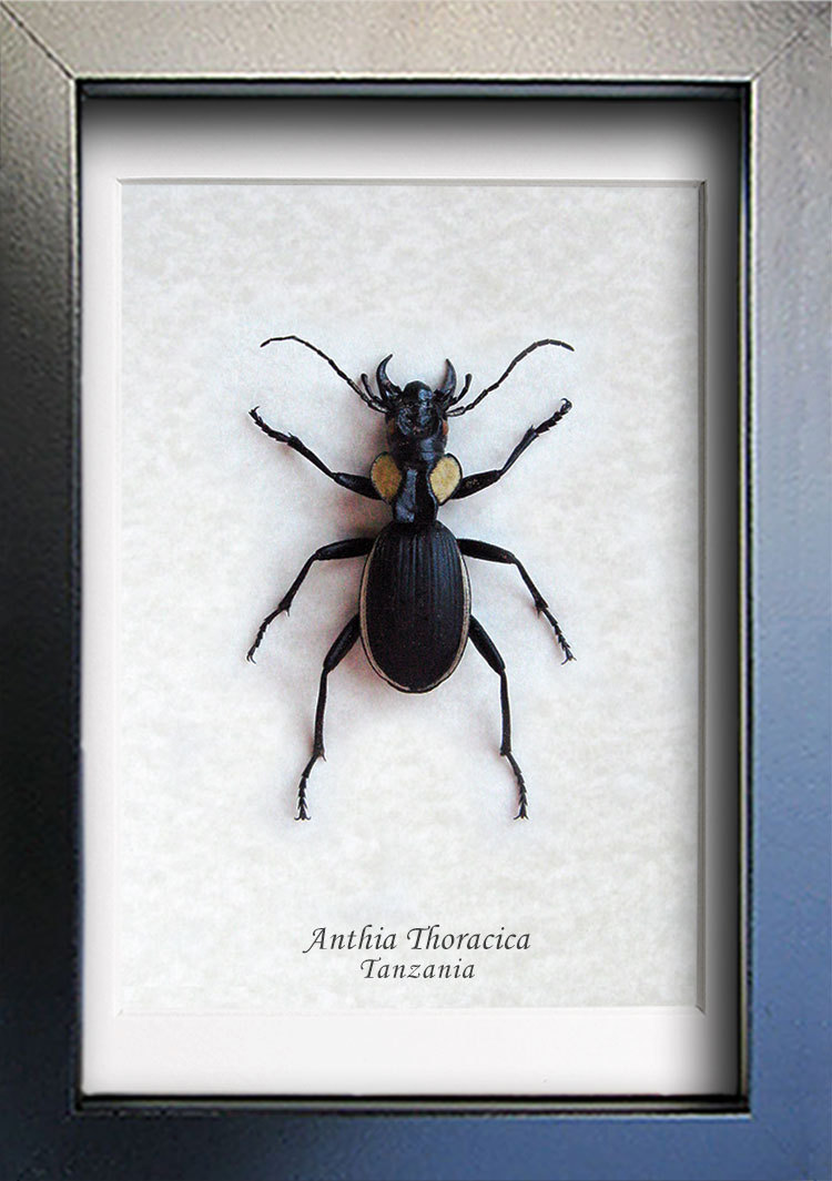 Real Two Spotted African Beetle Anthia Thoracica Framed Entomology ...