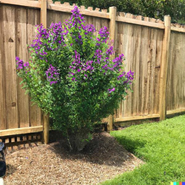 50 Chaste Tree Seeds Vitus Angus Castus Purple Flowering Edible Berry ...