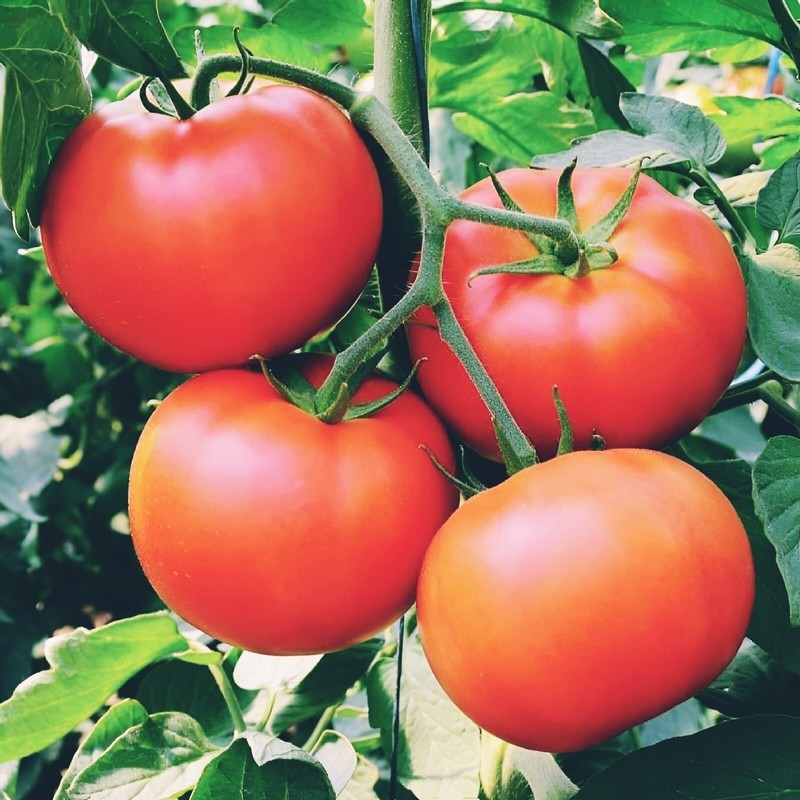 HT Homestead Tomato Seeds Heirloom Non-Gmo 25 Seeds Garden Seeds ...