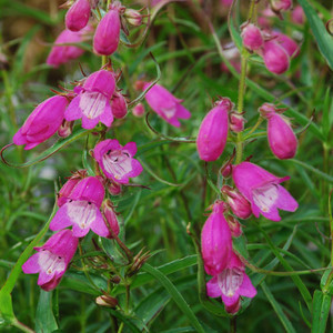 Penstemon Sunburst Ruby Fresh Seeds for Planting - Seeds & Bulbs