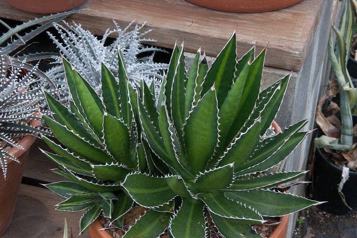 Agave Garciae Mendozae Agave Garden Plants 10 PCS Seeds - Home & Garden