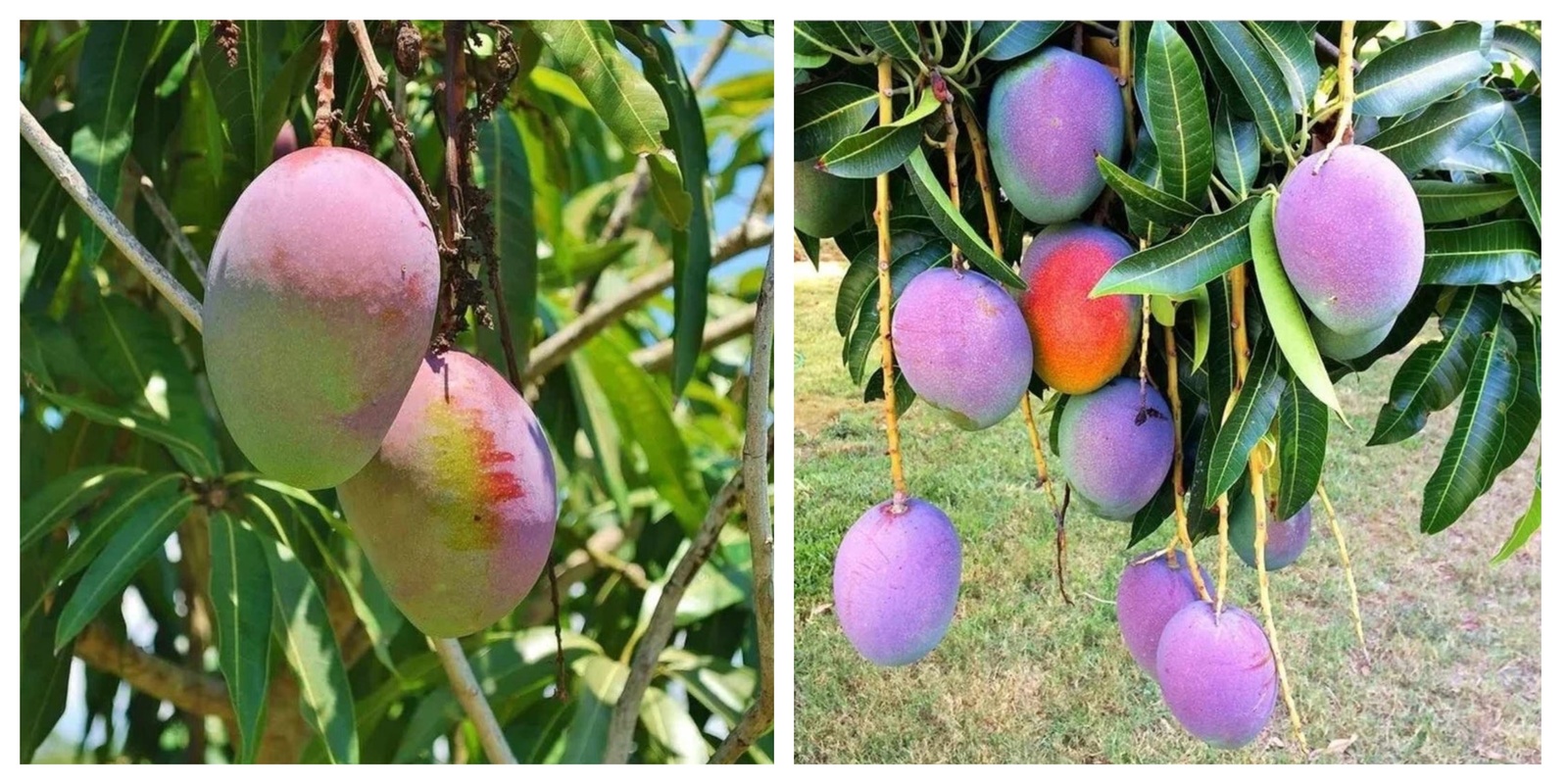 Grafted Rapoza Mango Tree Mango Rapoza Injerto Plant - Plants & Seedlings