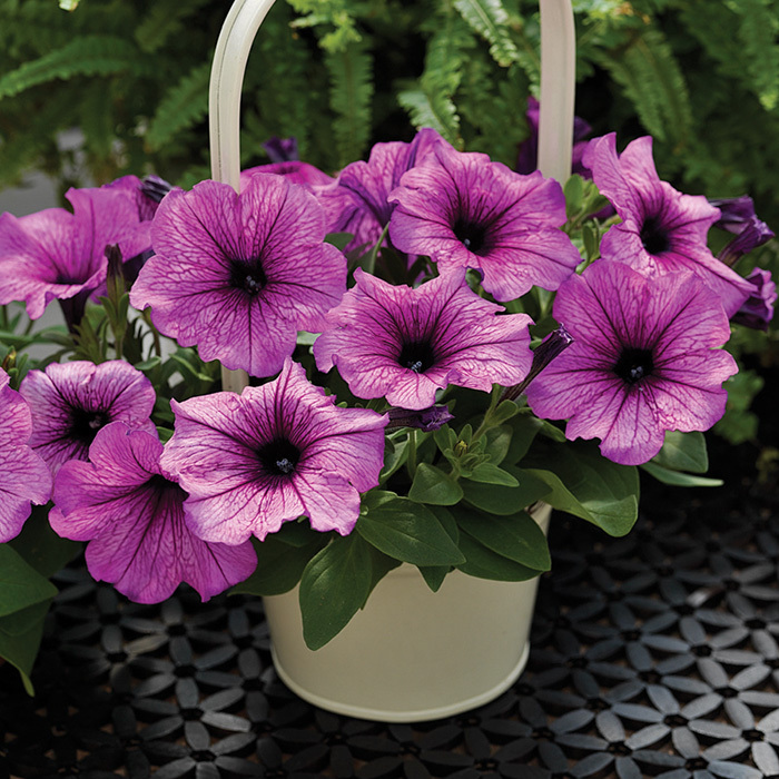 100 Pelleted Petunia Seeds Ultra Plum Seeds Upright Petunia Annual ...