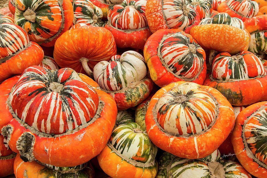 Turban Squash Turks Cap Vegetable Seeds 10 Pcs - Home & Garden