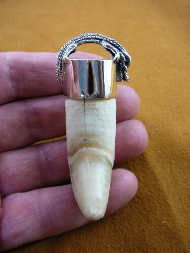 (G963-21) Extra LARGE 3" GATOR Alligator Tooth teeth SILVER CAP gators ...