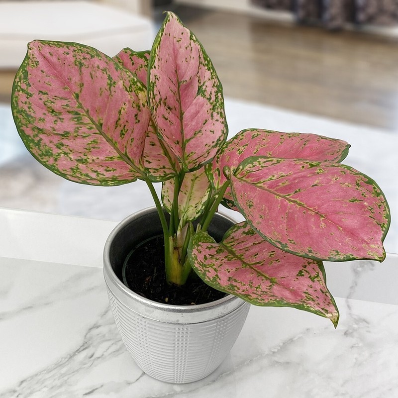 SYR 15 Seeds Aglaonema Ruby Ray House Flowers Fast Growing - Seeds & Bulbs