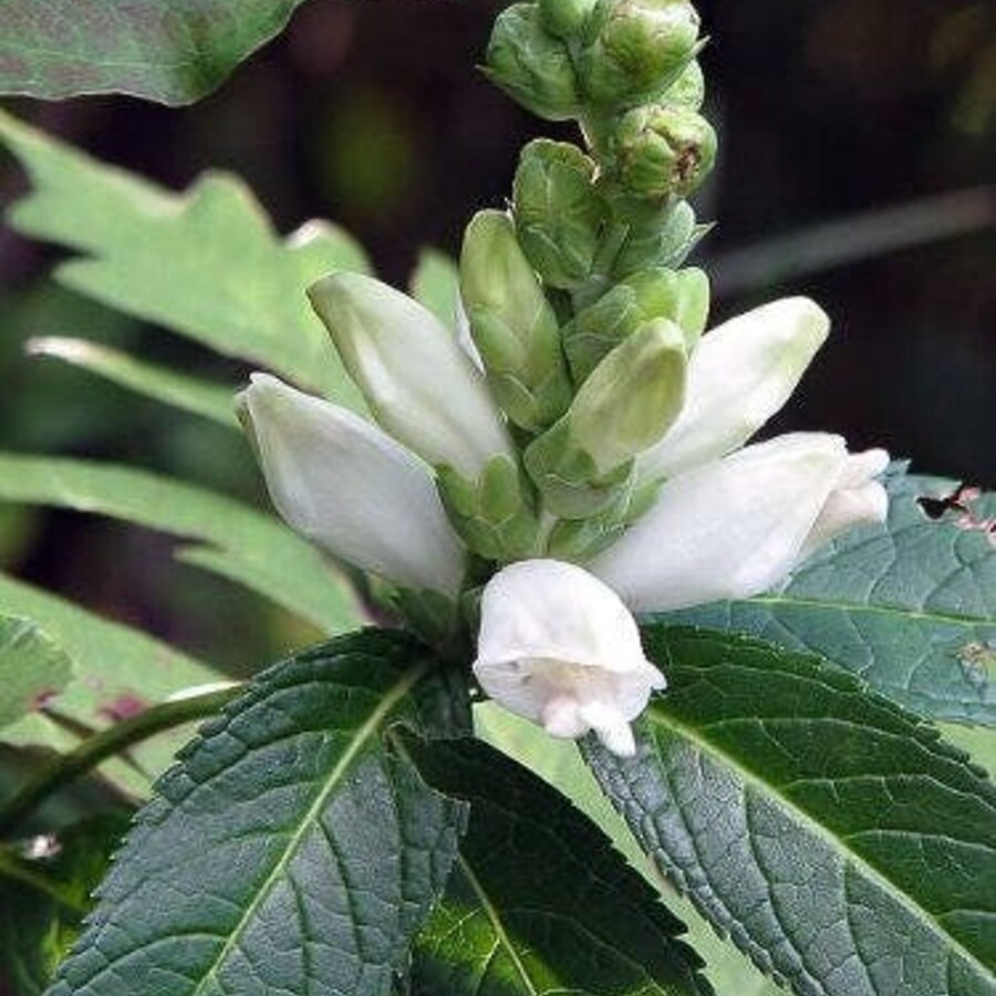 50 White Turtlehead Chelone Glabra Flower Seeds New Fresh US Shipping ...