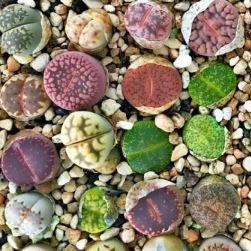 Mixed Many Types of Lithop Seeds Living Stones Rich Colorful 100 PCS ...