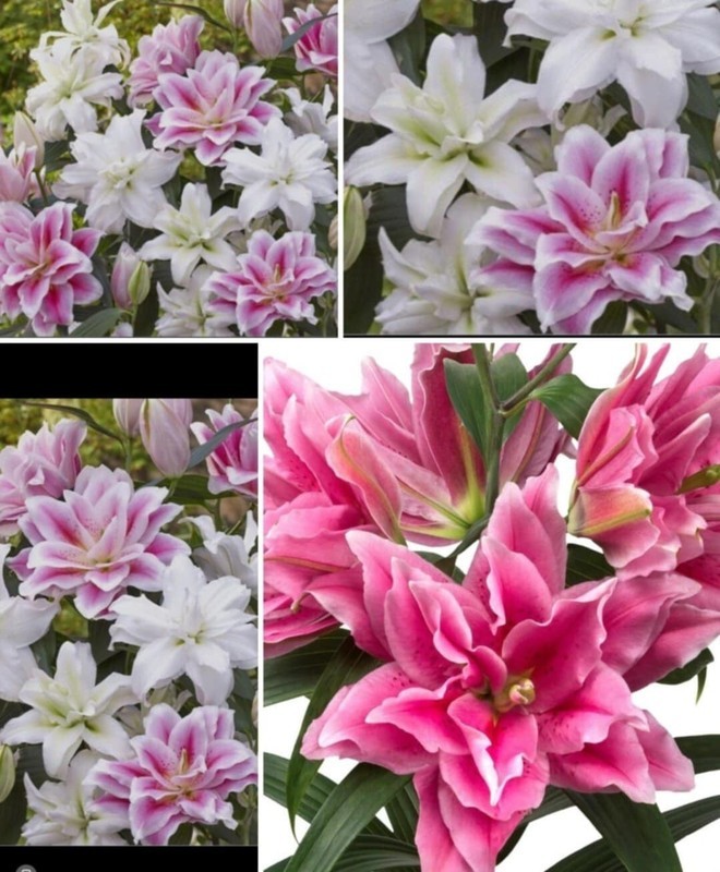 Rose Lily Flower Roselily 2 Bulbs Viola Aisha Double Bulb Pink White ...