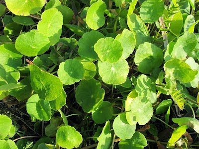 Hydrocotyle Vulgaris Potted Hydroponics Flower Aquarium Plants 100 PCS ...