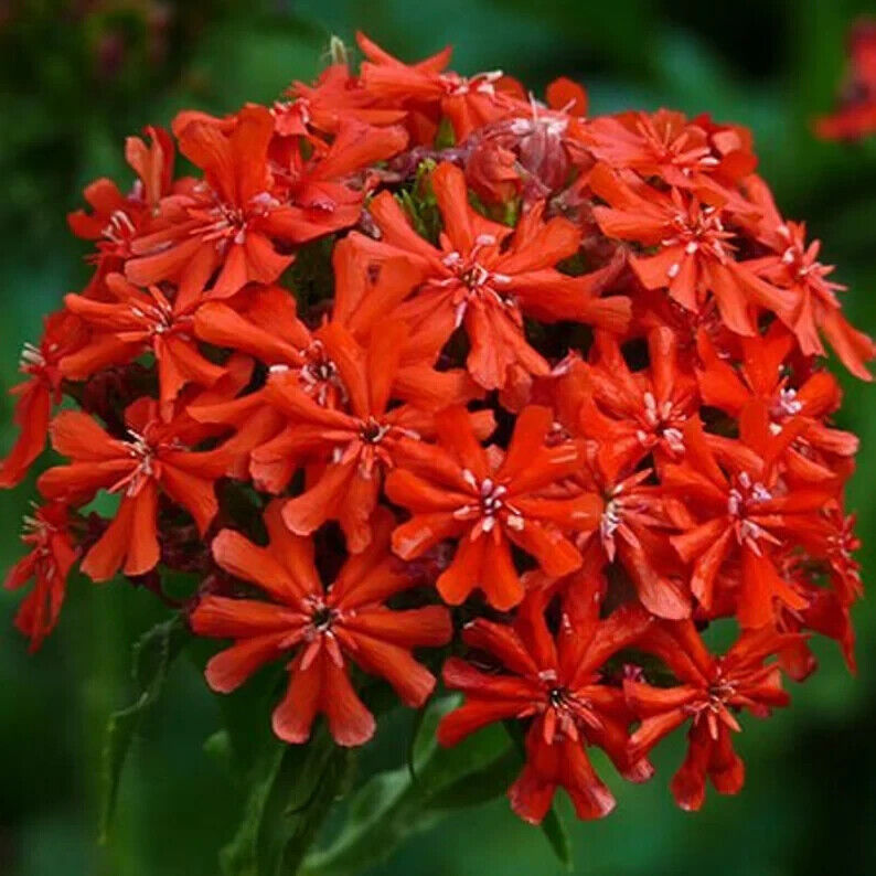 MBK 50 Burning Love Lychnis Perennial Seeds Organic Bulk Seeds - Seeds ...