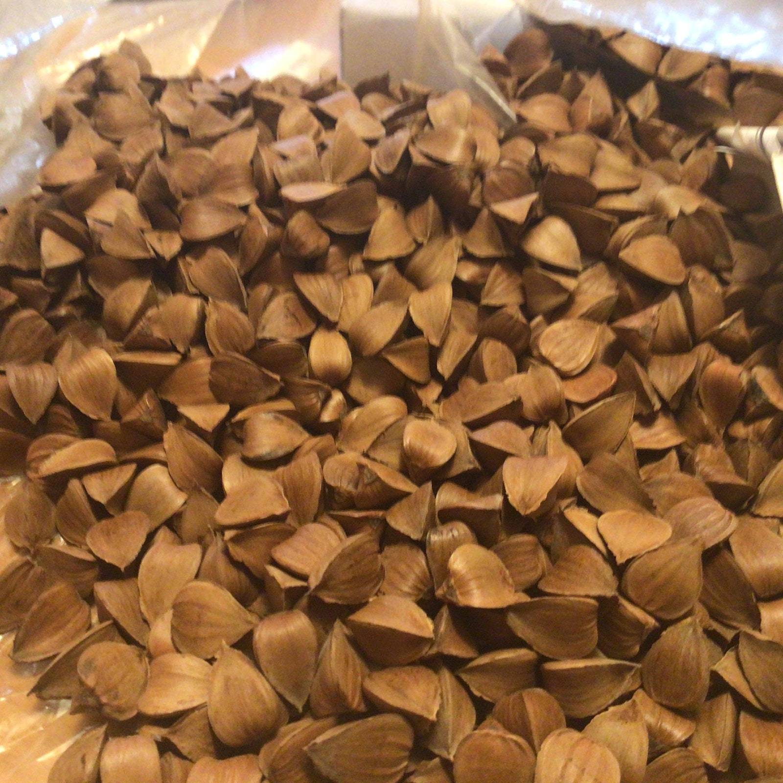 American Beech Tree Seeds FAGUS GRANDIFOLIA Fresh Seeds - Seeds & Bulbs