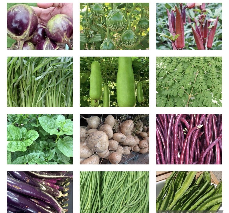 KKG Set Of 20 Packets Asian Vegetable Seeds Non Gmo Planting Seeds ...