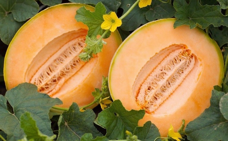 MX Delicious 51 Melon Seeds Cantaloupe Non GMO Variety Packet Sizes ...