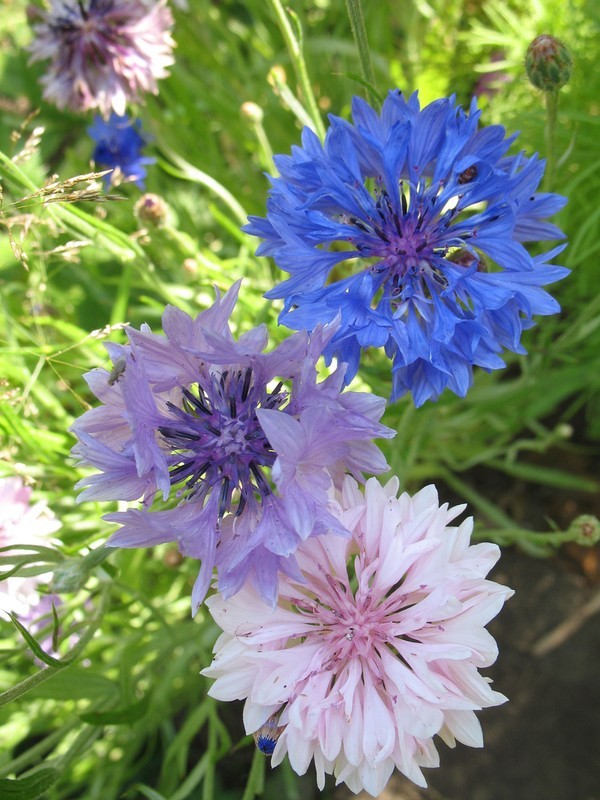 KKG 175 Seeds Bachelor Button Bachelor'S Buttons Mix Groco Easy Grow ...