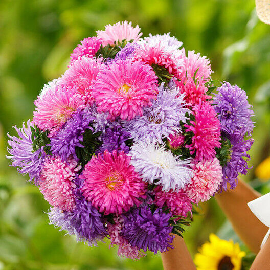 Fresh Aster Giants Mixed Colors Huge Blooms Vivid Colors Tall Non-Gmo ...