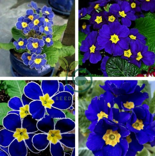 Evening Primrose Blue 400 Seeds - Home & Garden