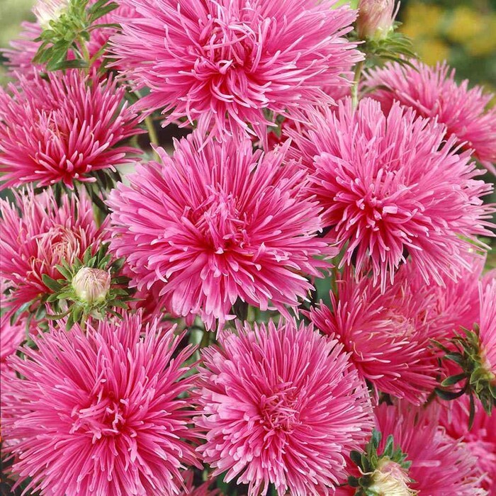 New Fresh Seeds Aster Seeds Aster Callistephus Needle Rose Flower Seed ...
