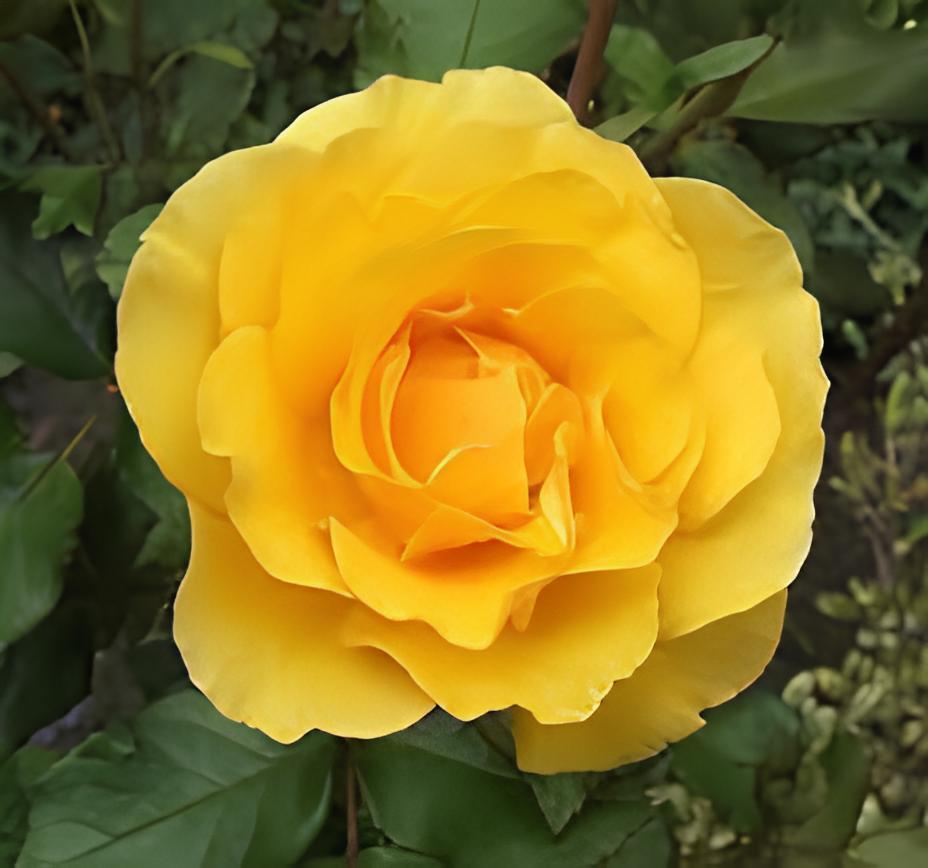 100 Seeds New Yellow Rose Bush Perennial Flower - Seeds & Bulbs