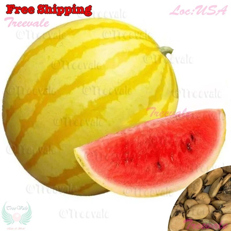 SRN Gold Skin Watermelon -Yellow Royal Golden Skin Watermelon Seeds ...