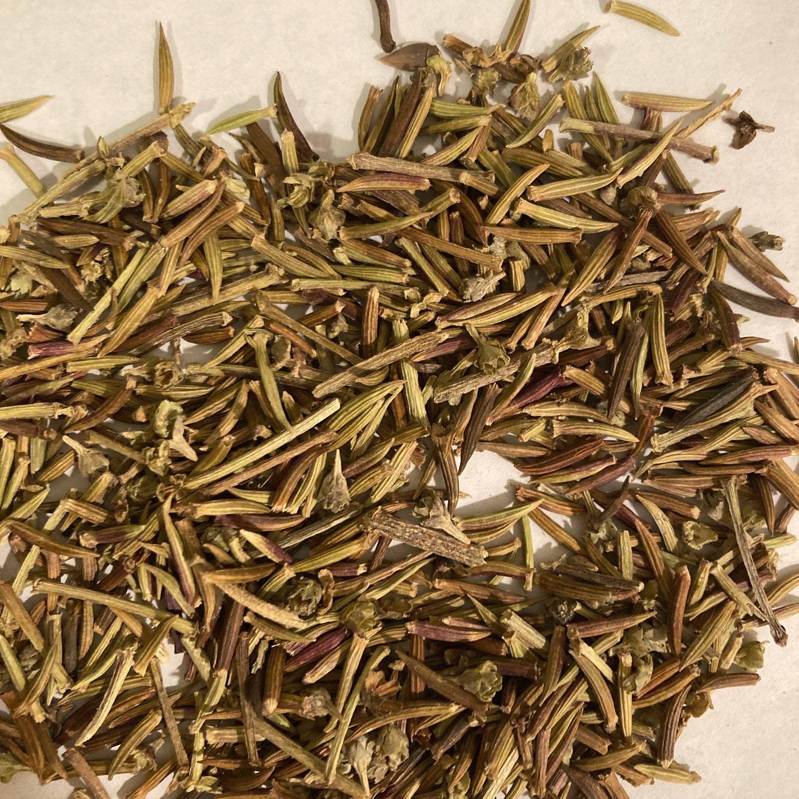 Seven Son Flower Seeds Seven Son tree HEPTACODIUM MICONIOIDES Fresh ...