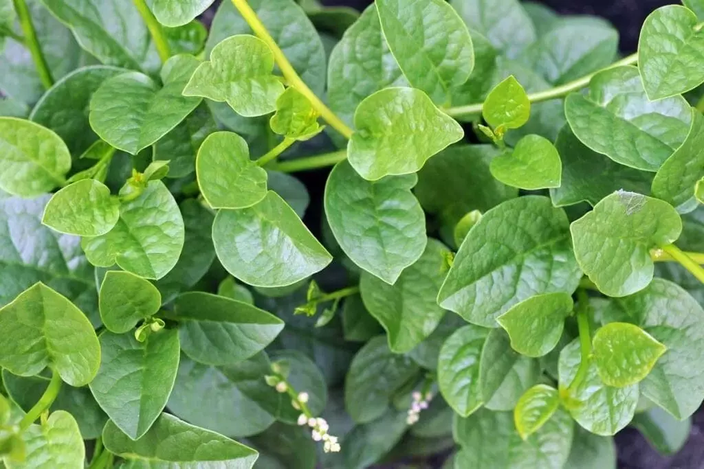 100 Green malabar spinach, Alugbati, Vietnamese Spinach, Pui, Poi shak ...