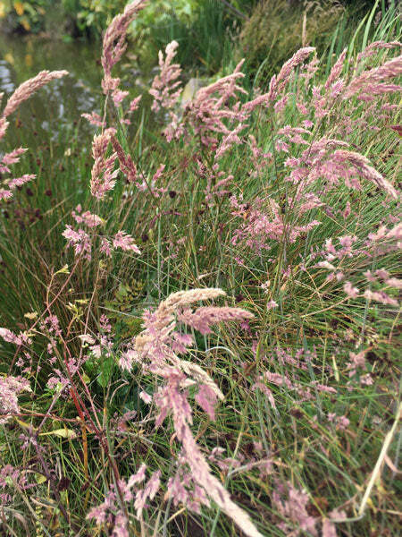 LWSTORE Holcus Lanatus Meadow Soft Or Tufted Grass Yorkshire Fog 20 ...