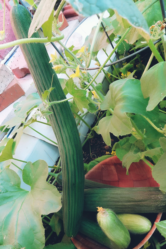 KKG Armenian Yard Long Cucumber Seeds Metki Dark Green Non-Gmo 25 Seeds ...