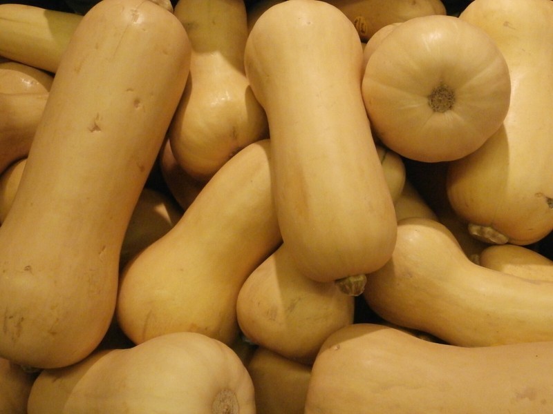 LWK 100 Waltham Butternut Winter Squash Seeds Nongmo Heirloom Butternut ...