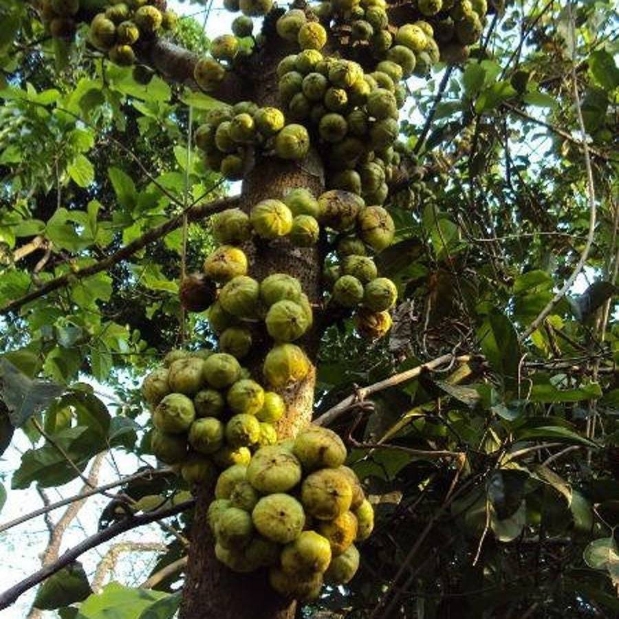 Ficus Hispida Hairy Fig Boombil Opposite Leaf Fig 50 Seeds Seeds Fresh ...