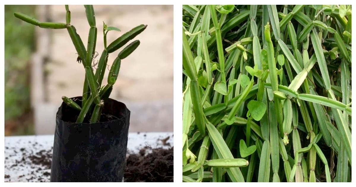 30 Seeds Veldt Grape cissus quadrangularis and 50 similar items