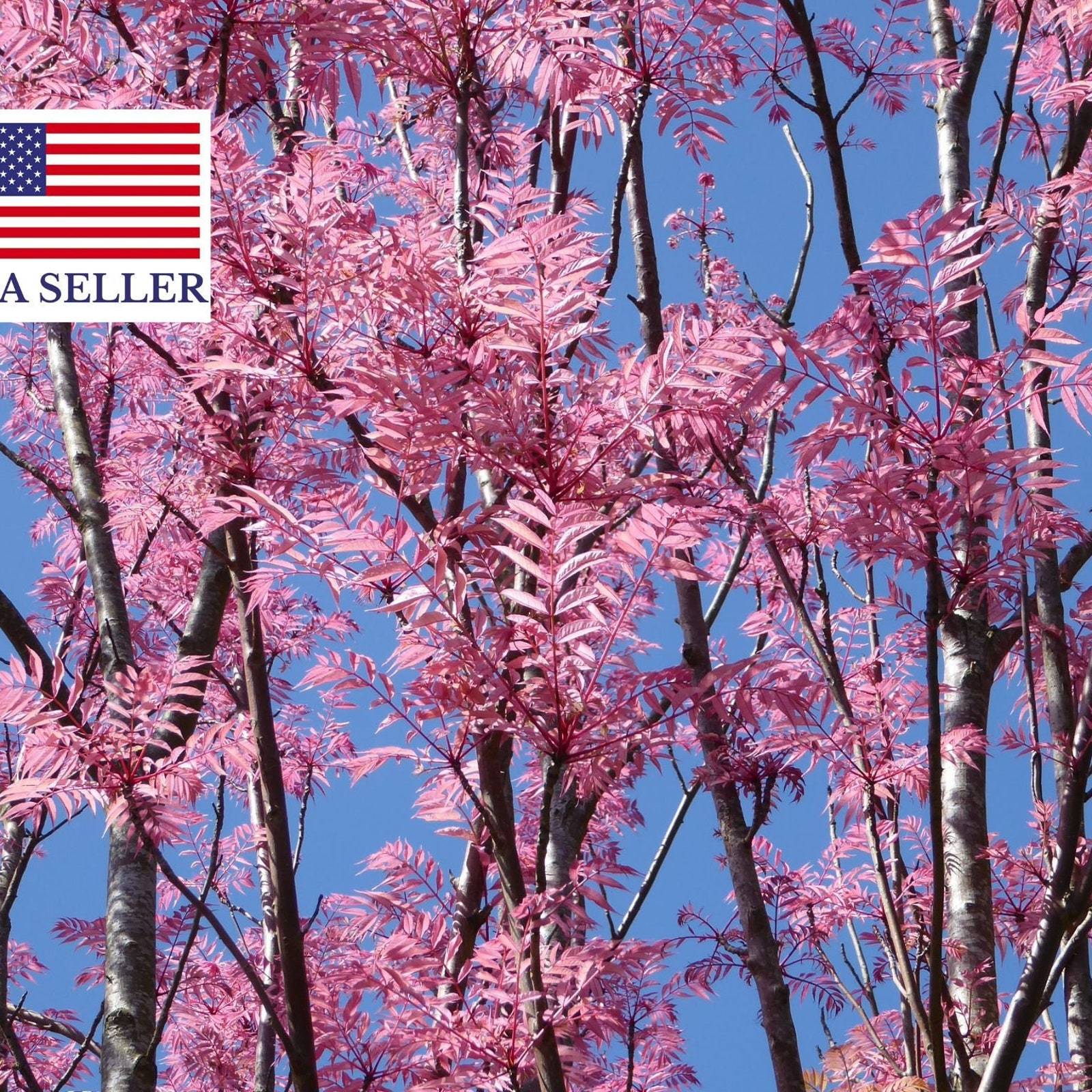 Toona Sinensis Var Flamingo Chinese Toon Chinese Mahogany 30 Seeds ...